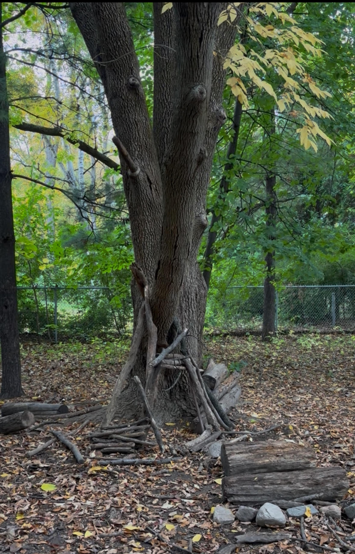 Trees as Mirrors of the Soul - Anita Ashland